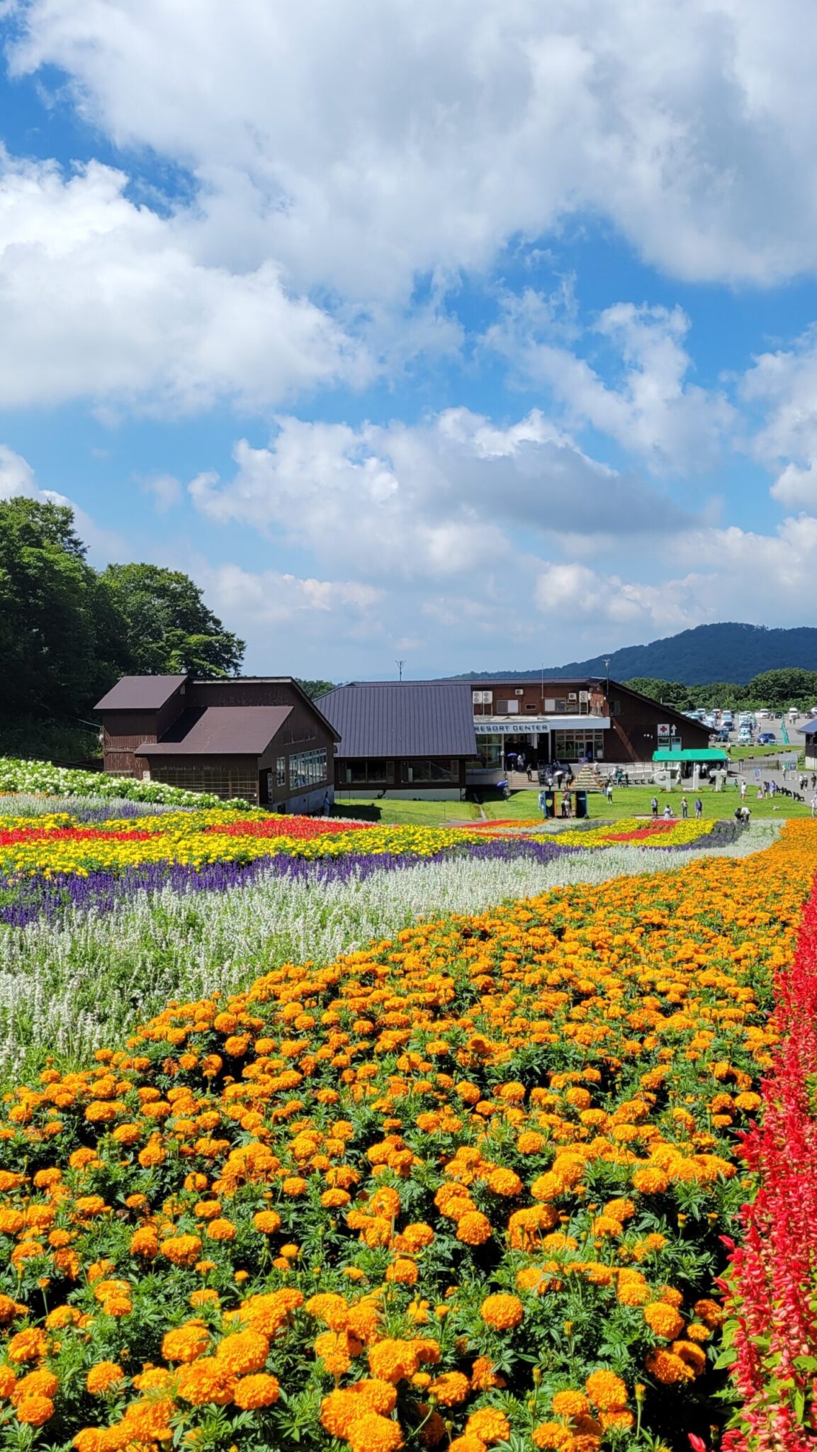 Tambara Lavender Park｜A Sloping Carpet Woven from Colorful Flowers ...