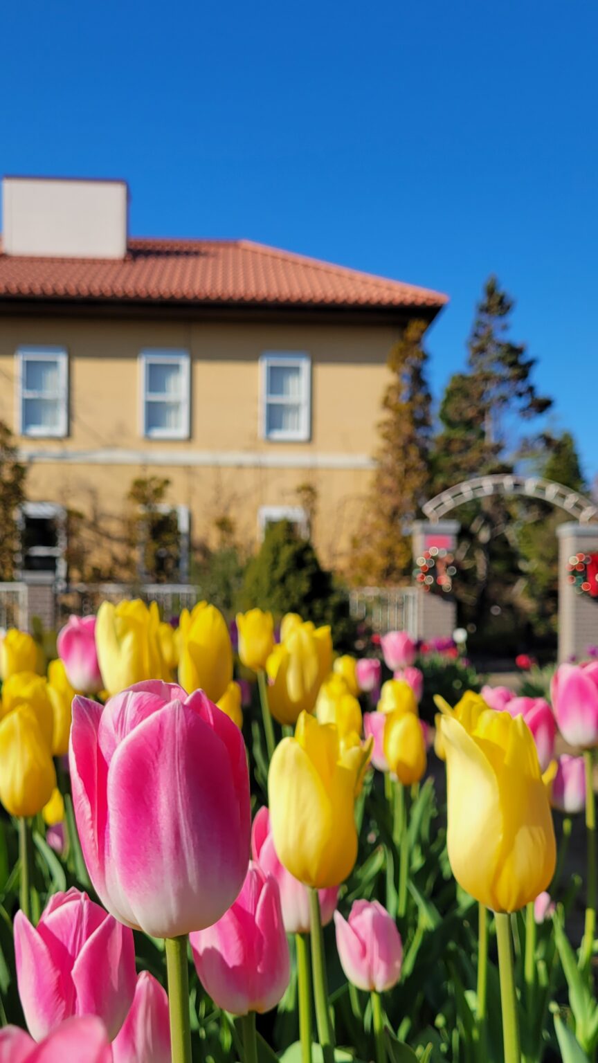 Flower and Green Interaction Center｜Pink Tulips Standing Out Against a ...