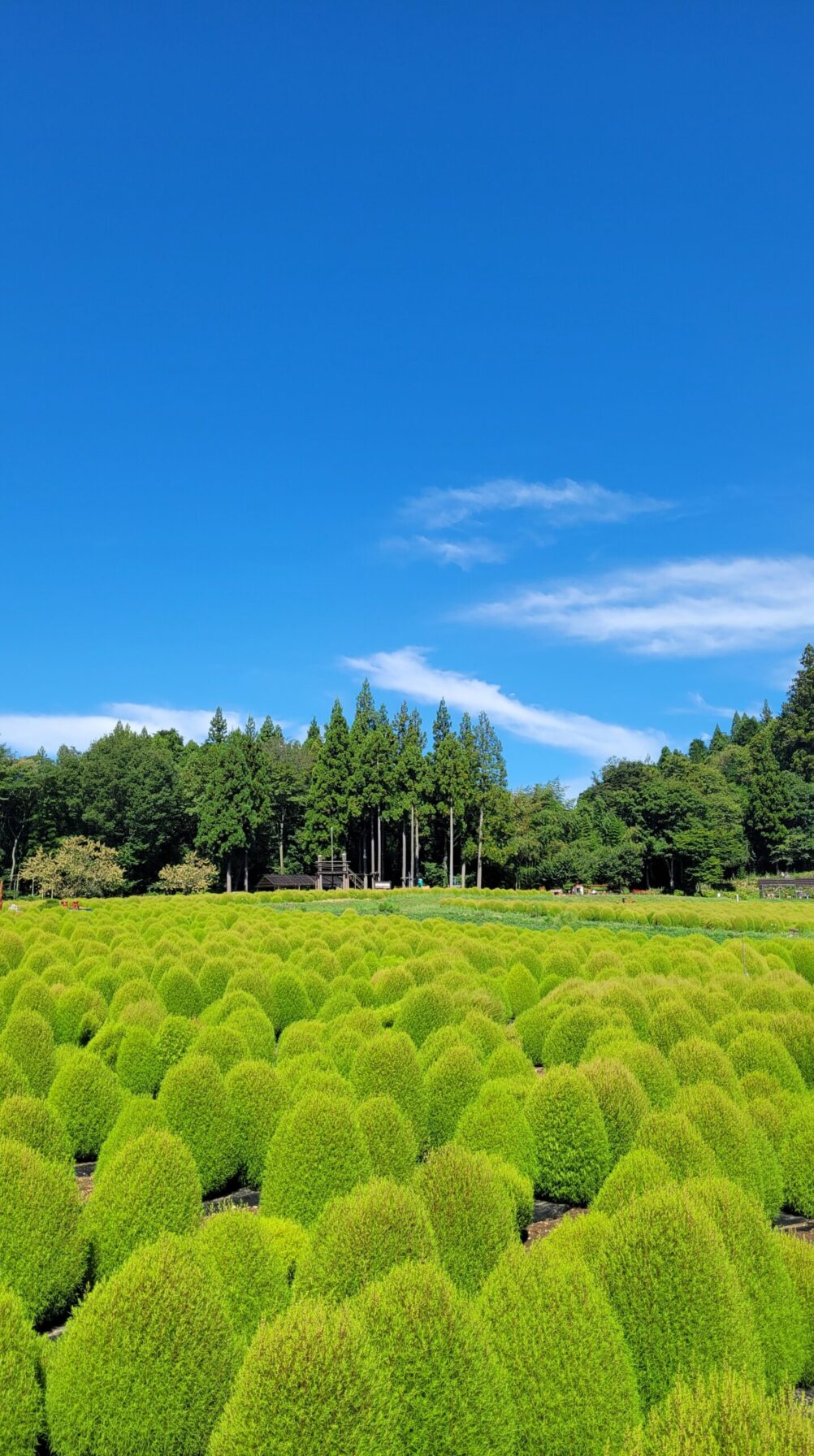 Flower Fields of Igano｜A three-dimensional landscape of kochia and ...