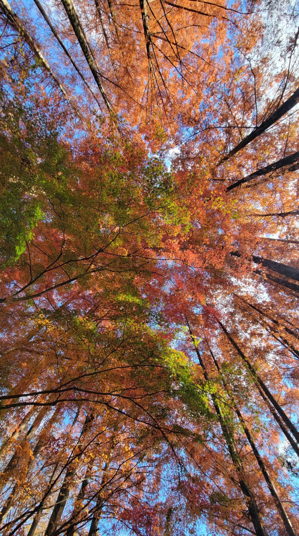 生田緑地｜緑もみじとメタセコイアが重なる季節のレイヤー - 関東風景紀行-絶景を撮影しに行こう-Breathtaking Scenery ...