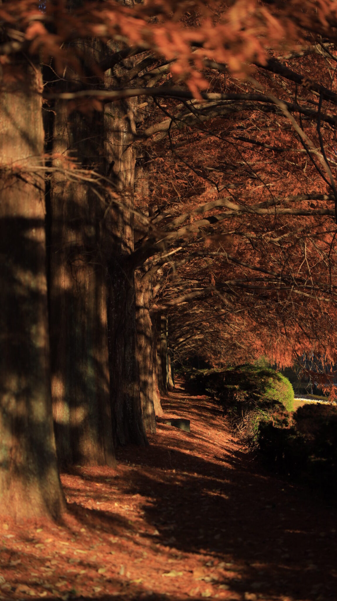 Sagamihara Park｜A tree-lined path with beautiful deep shadows during ...