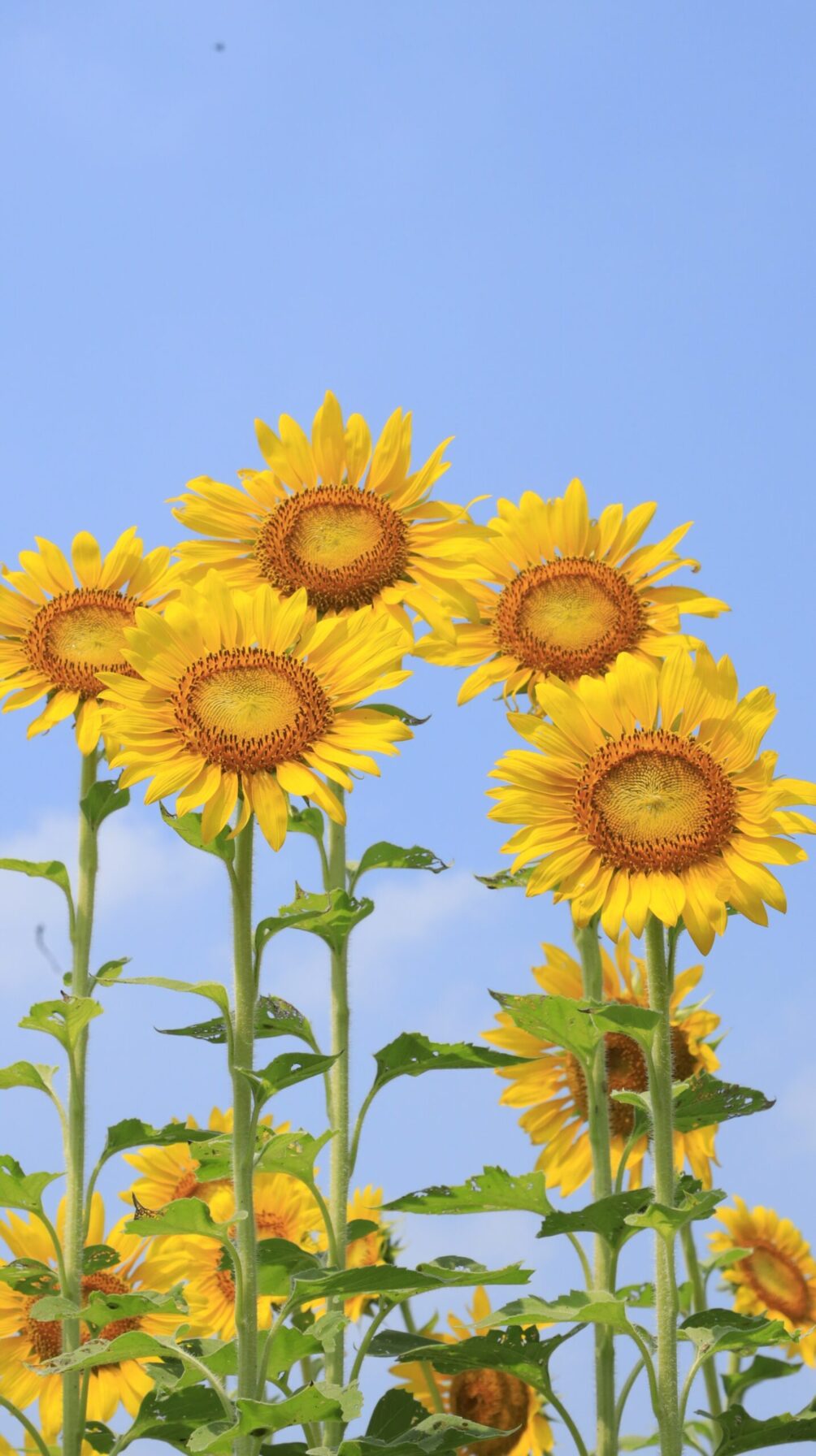 Sunflowers in Minuma Rice Paddies (Sunflower Field)｜Refreshing contrast ...
