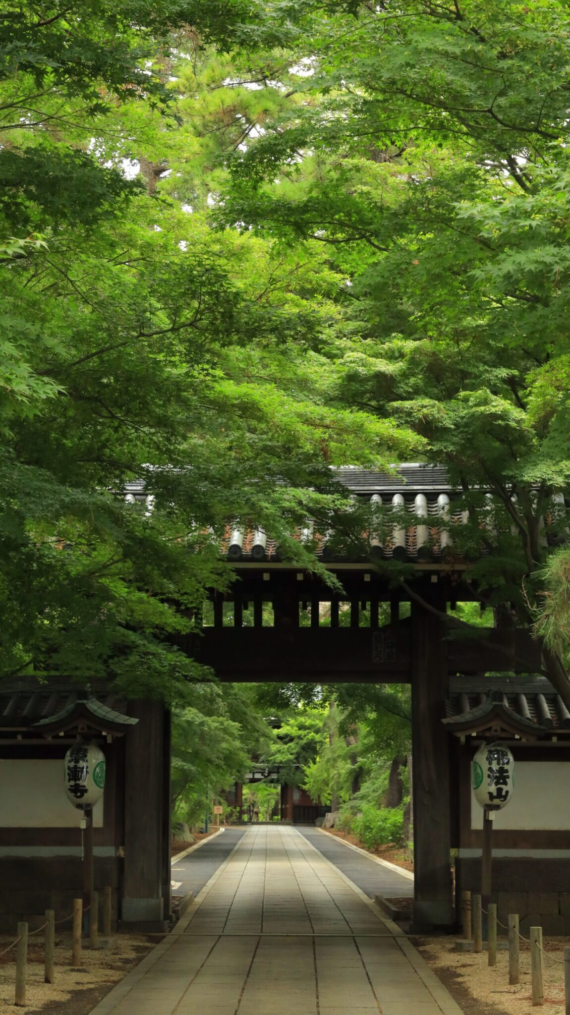 Tōzenji Temple｜A photo capturing the deep green of the gate and the ...